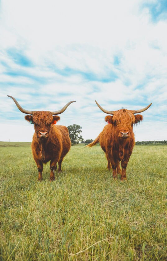 Grass-fed beef | News, Sports, Jobs - Farm News